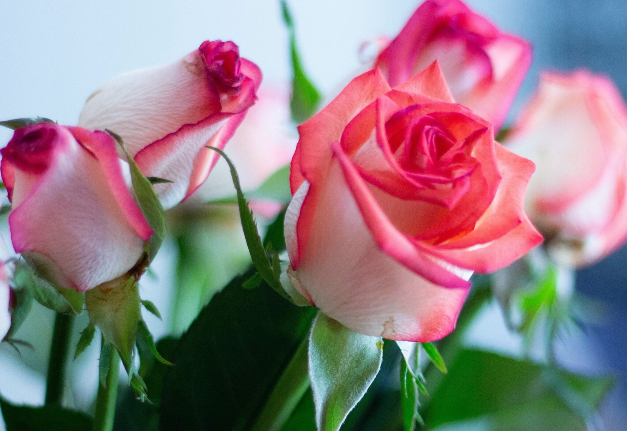 The Best Flowers for Mother’s Day | thortful