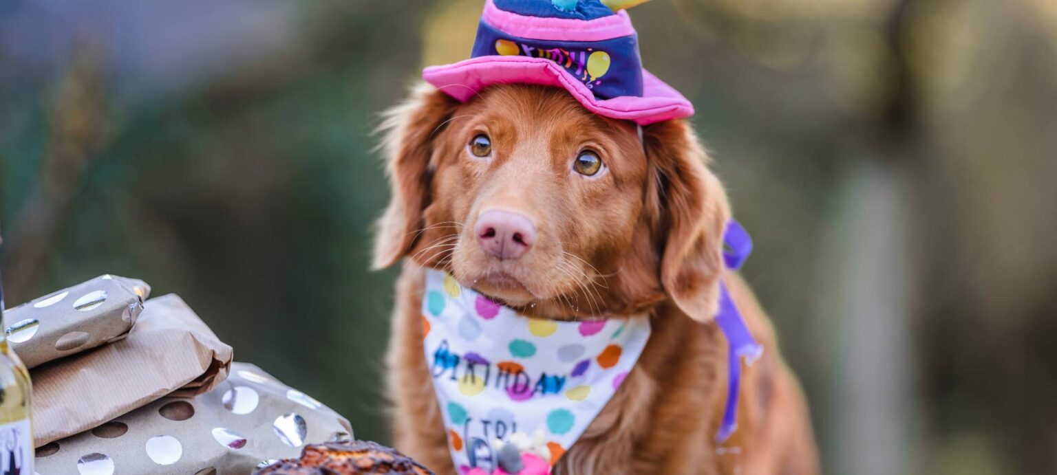 How to Throw a Pawfect Dog Birthday Party | thortful